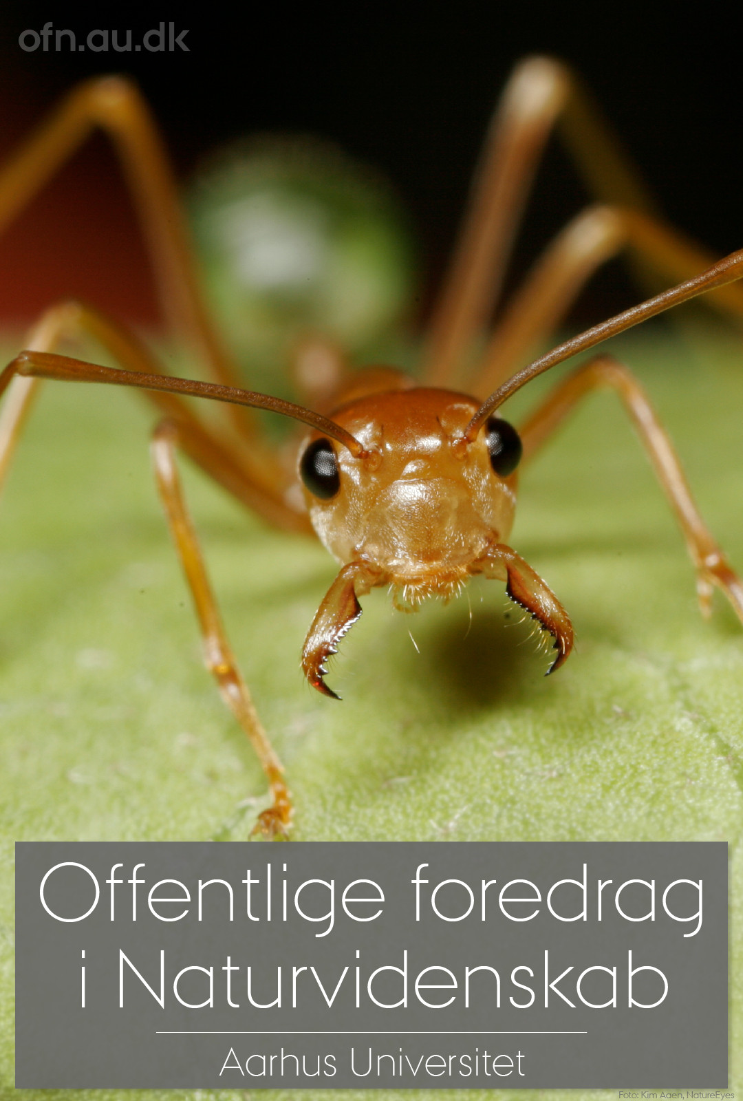 Foredrag: Myrer | Bio Møn